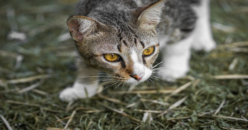 Recognize and Manage Cat Anxiety: A Guide to Understanding Feline ...