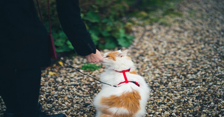 Training Your Cat: Tips and Techniques for a Well-Behaved Feline ...