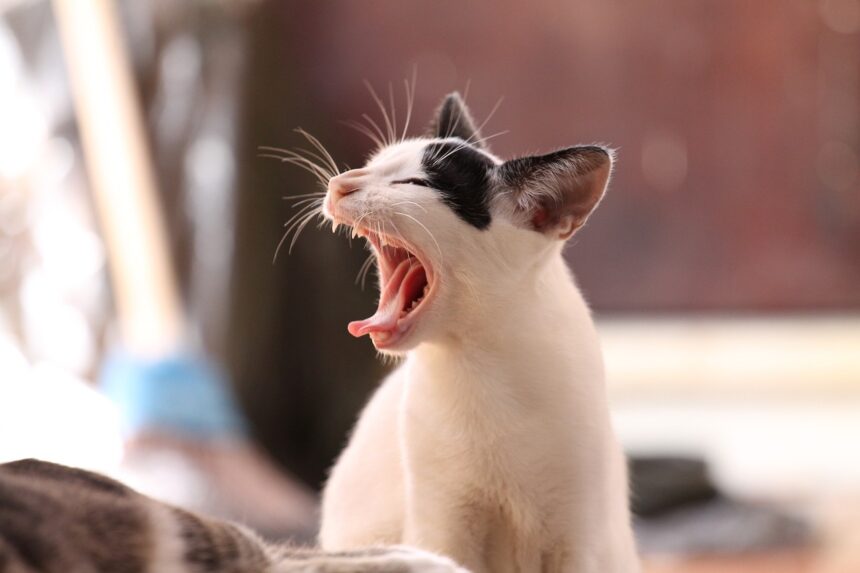 Cat Communication: Understanding Vocalizations and Body Language ...